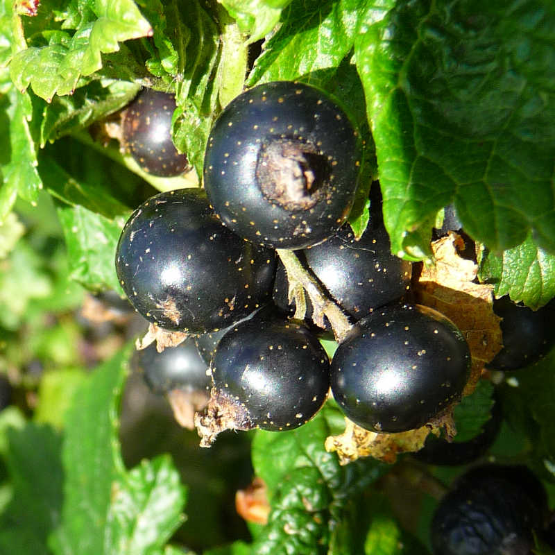 Zwarte bes Black Giant - Groene Kruidenvelden