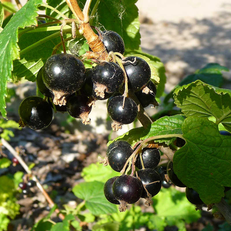 Zwarte bes Byelorussian sweet - Groene Kruidenvelden