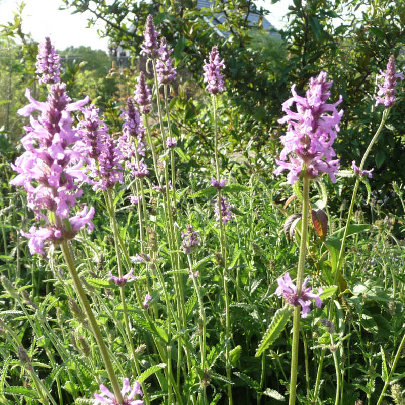Betonie - Groene Kruidenvelden