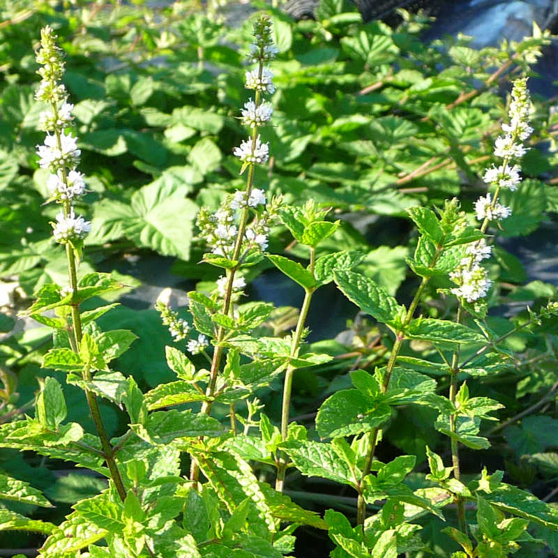 Groene munt - Groene Kruidenvelden