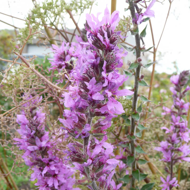Grote kattenstaart - Groene Kruidenvelden
